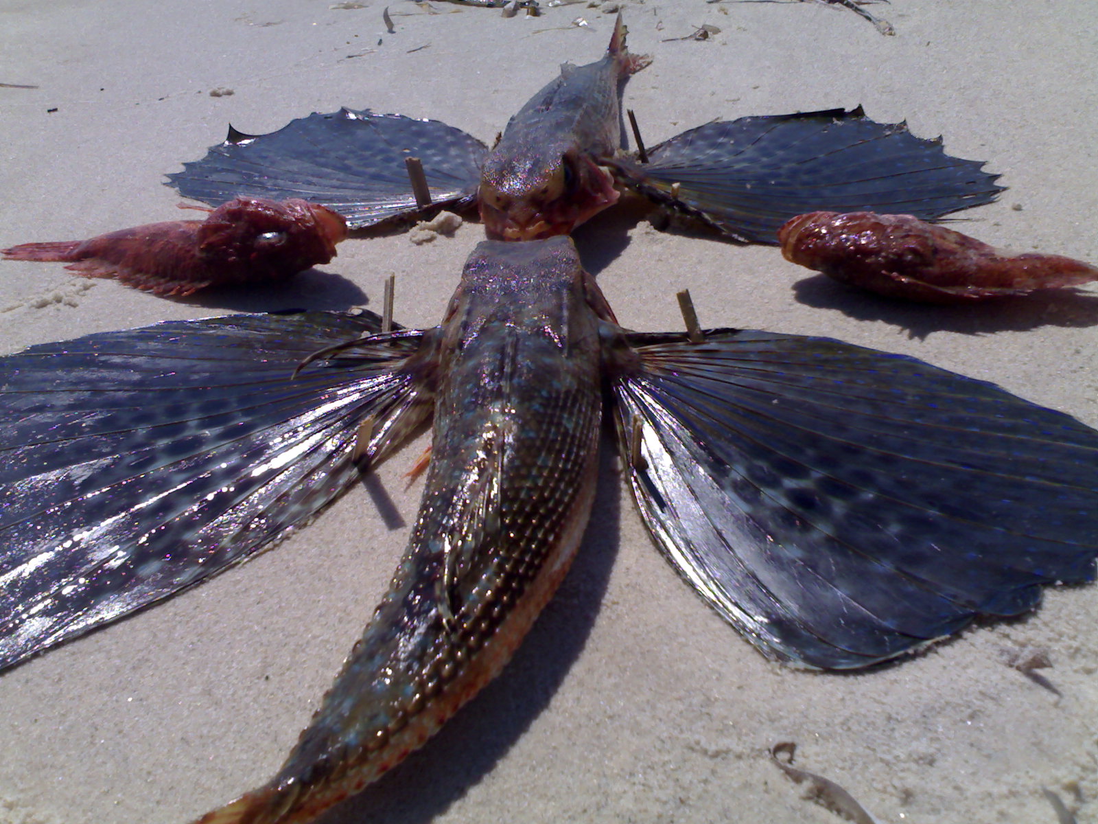 RAMOS: La peche a Menzel horr