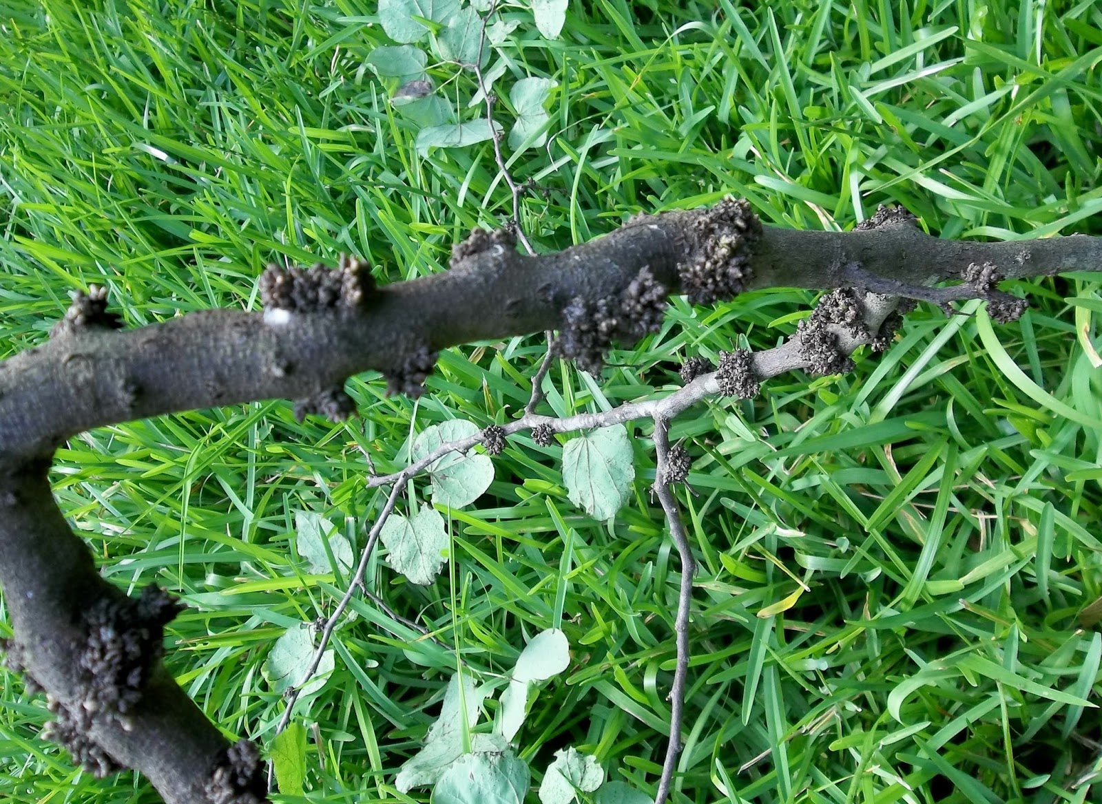 PRACTICAL PARSIMONY: What Is Wrong With This Tree?