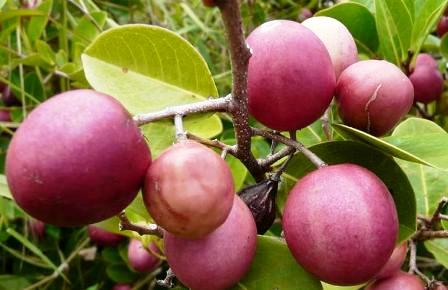 Reflections & Travels with Ronaldo and +Daniel: Summer time memories ...