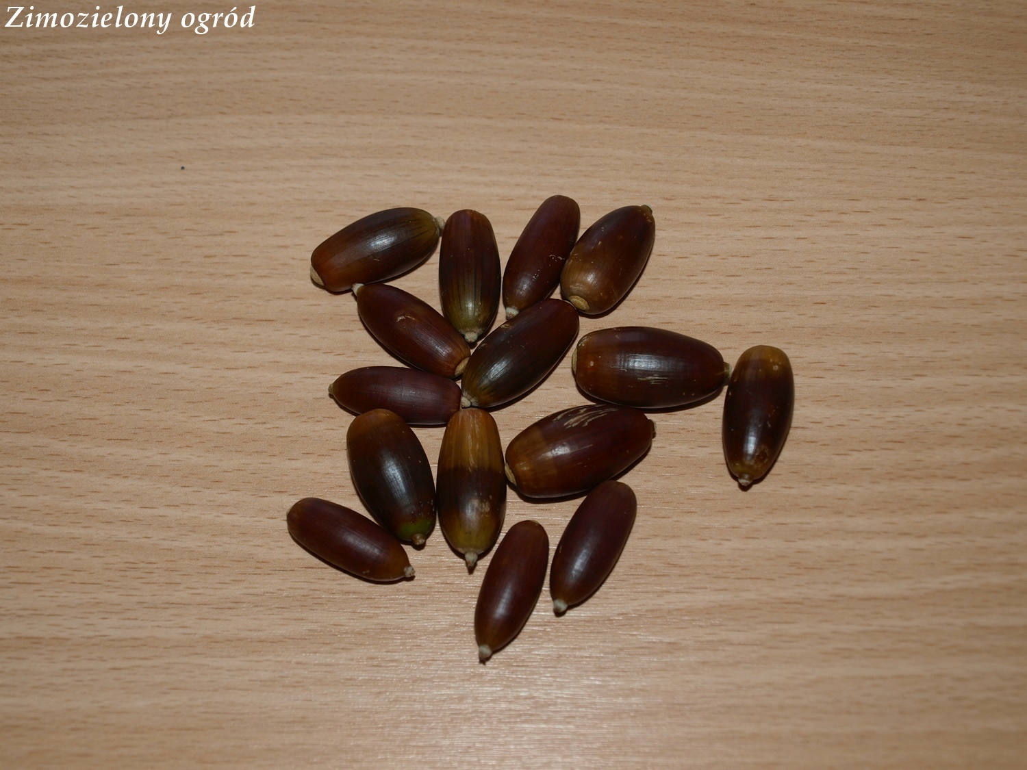 Zimozielony ogród: Dąb ostrolistny - próba uprawy