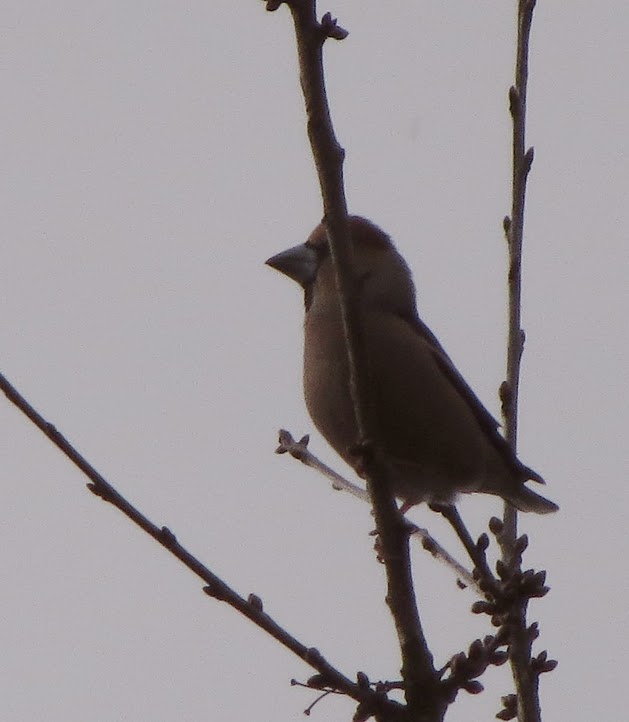 The RSPB Liverpool Local Group: Hail, Hawfinches and Harriers