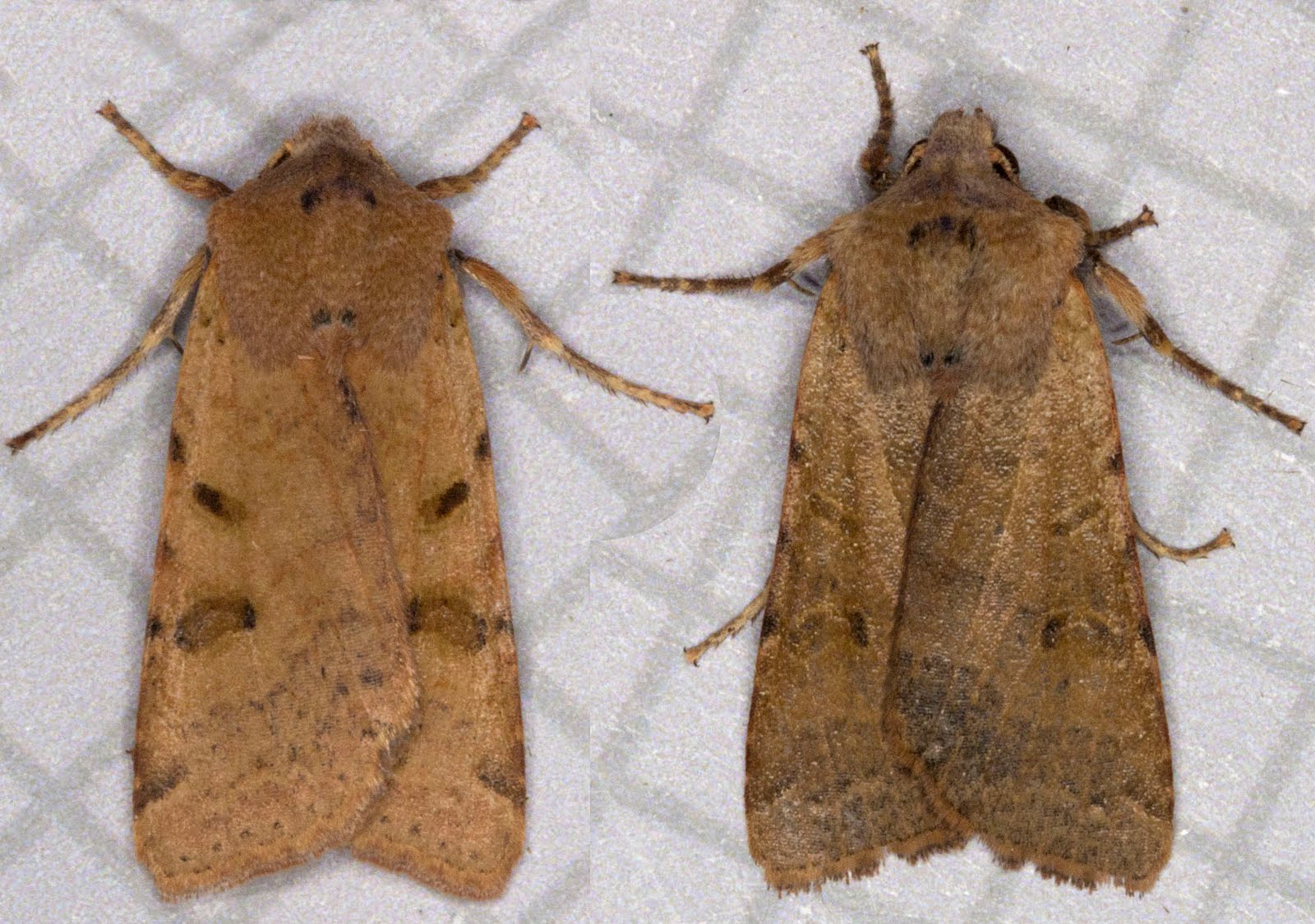 October Moths at Farthing Downs | Naturally