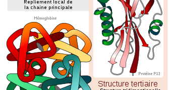 Structures des protéines - etude Médicale