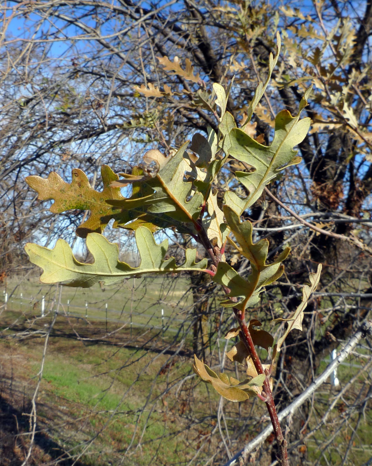 Wild Harvests: Quercus lobata- Manna of California