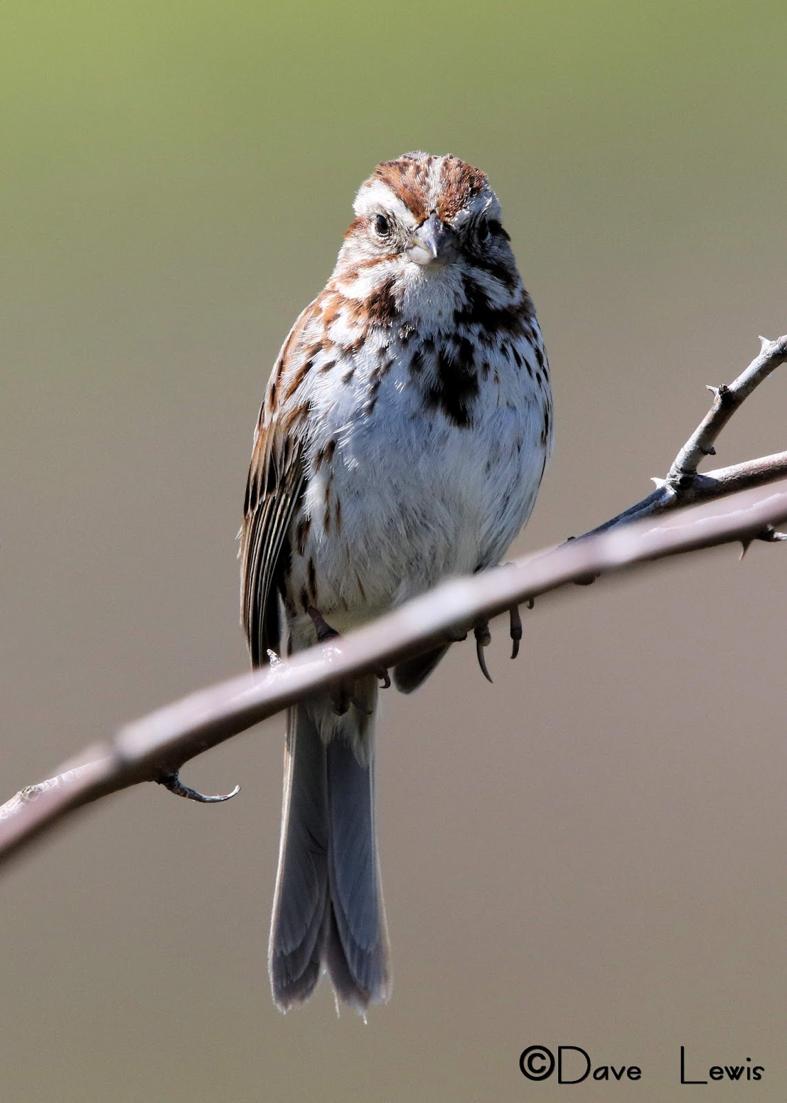 Birds from Behind : Catching up...sort of...