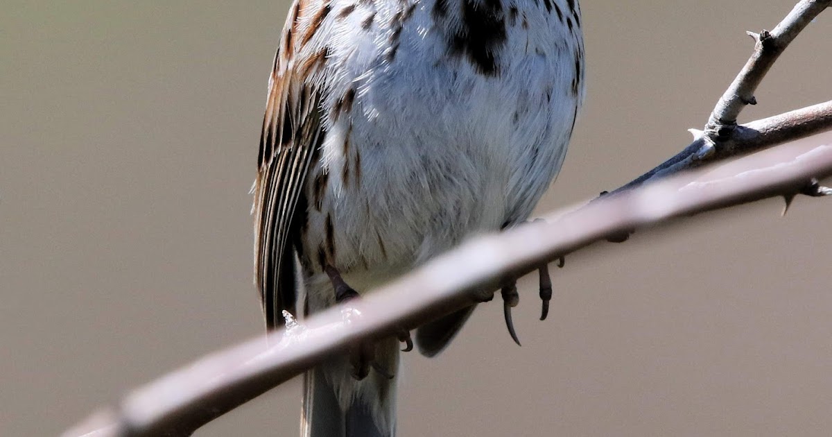 Birds from Behind : Catching up...sort of...