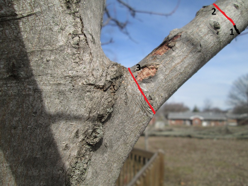 True Blue Sam the Travelin' Man: Pruning For Quality: Lateral Branches