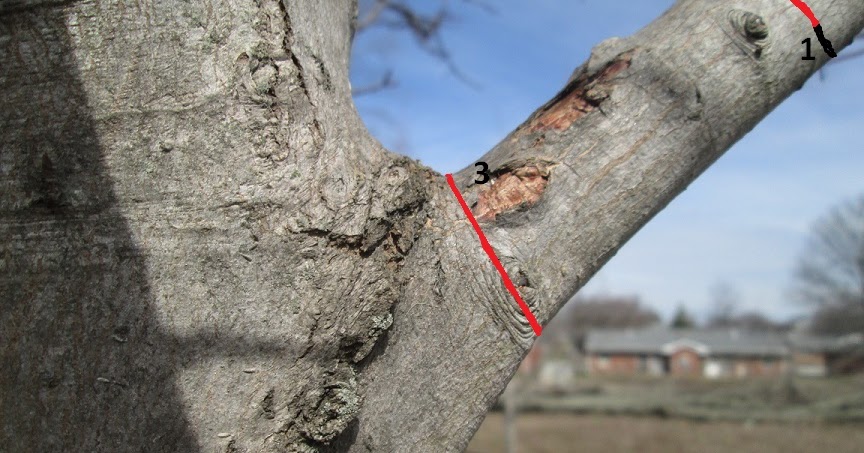 True Blue Sam the Travelin' Man: Pruning For Quality: Lateral Branches