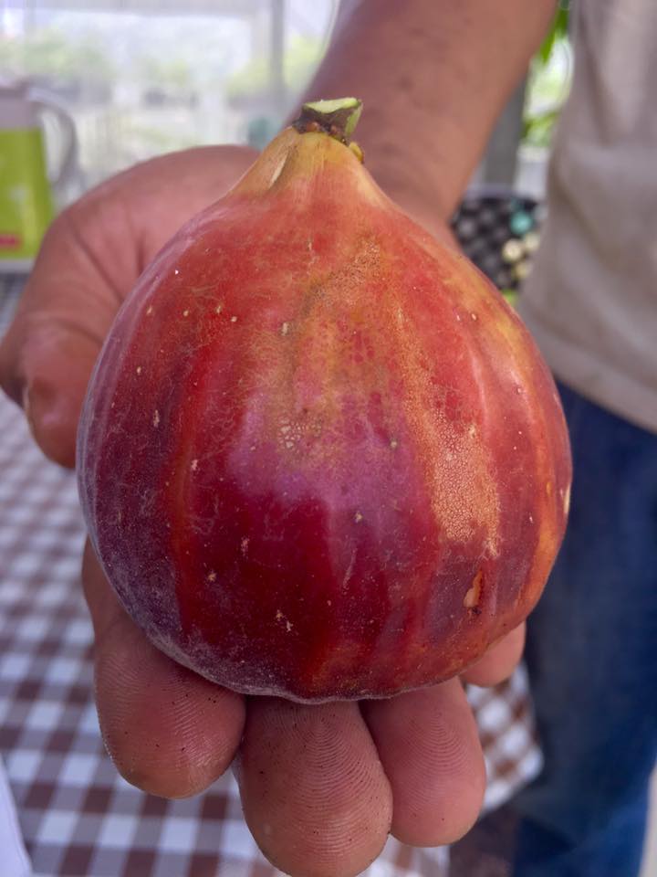 Figs Photo Collection Around the World: SUPER JUMBO Figs