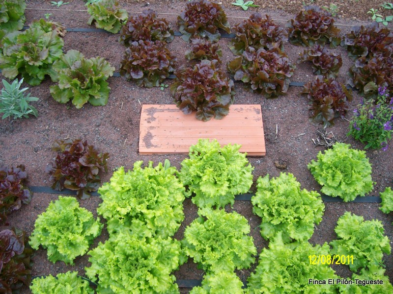 Finca Ecológica el Pilón: Cosas del día a día en la Finca el Pilón.