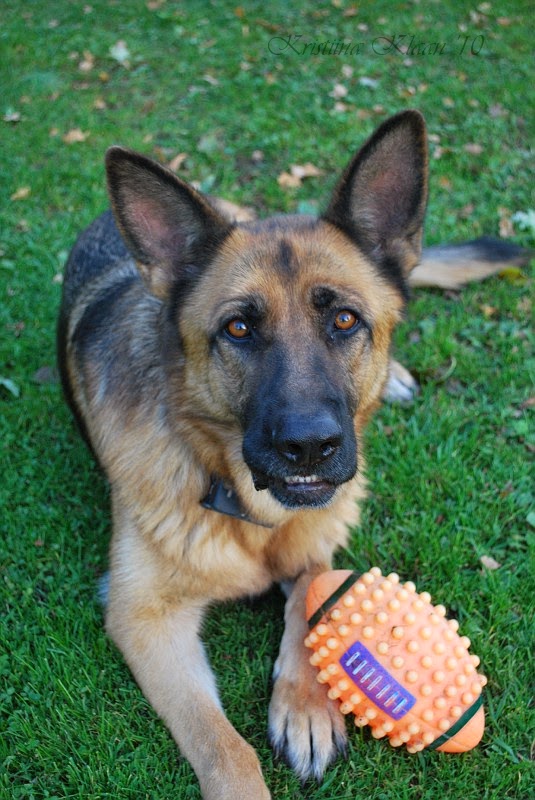 tüdruk kaameraga: Saksa lambakoer Nessy