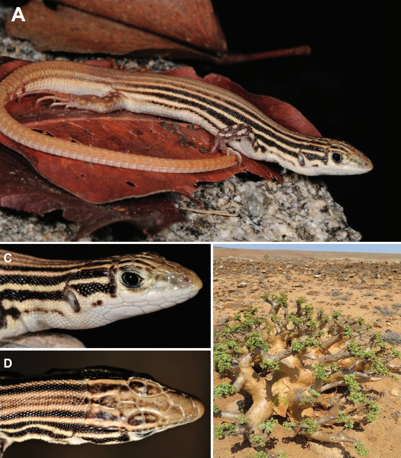 Species New to Science: [Herpetology • 2019] Nucras broadleyi • A New ...