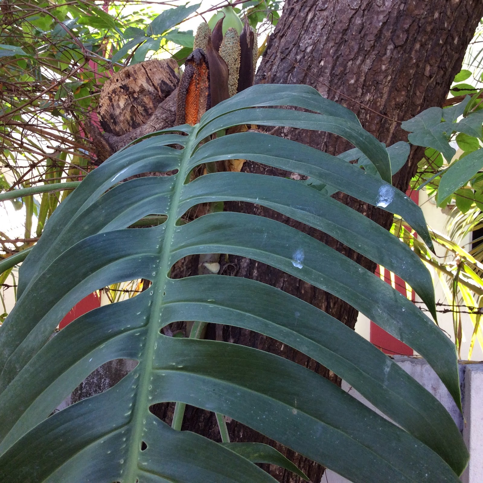 The monstera blooms and fruits