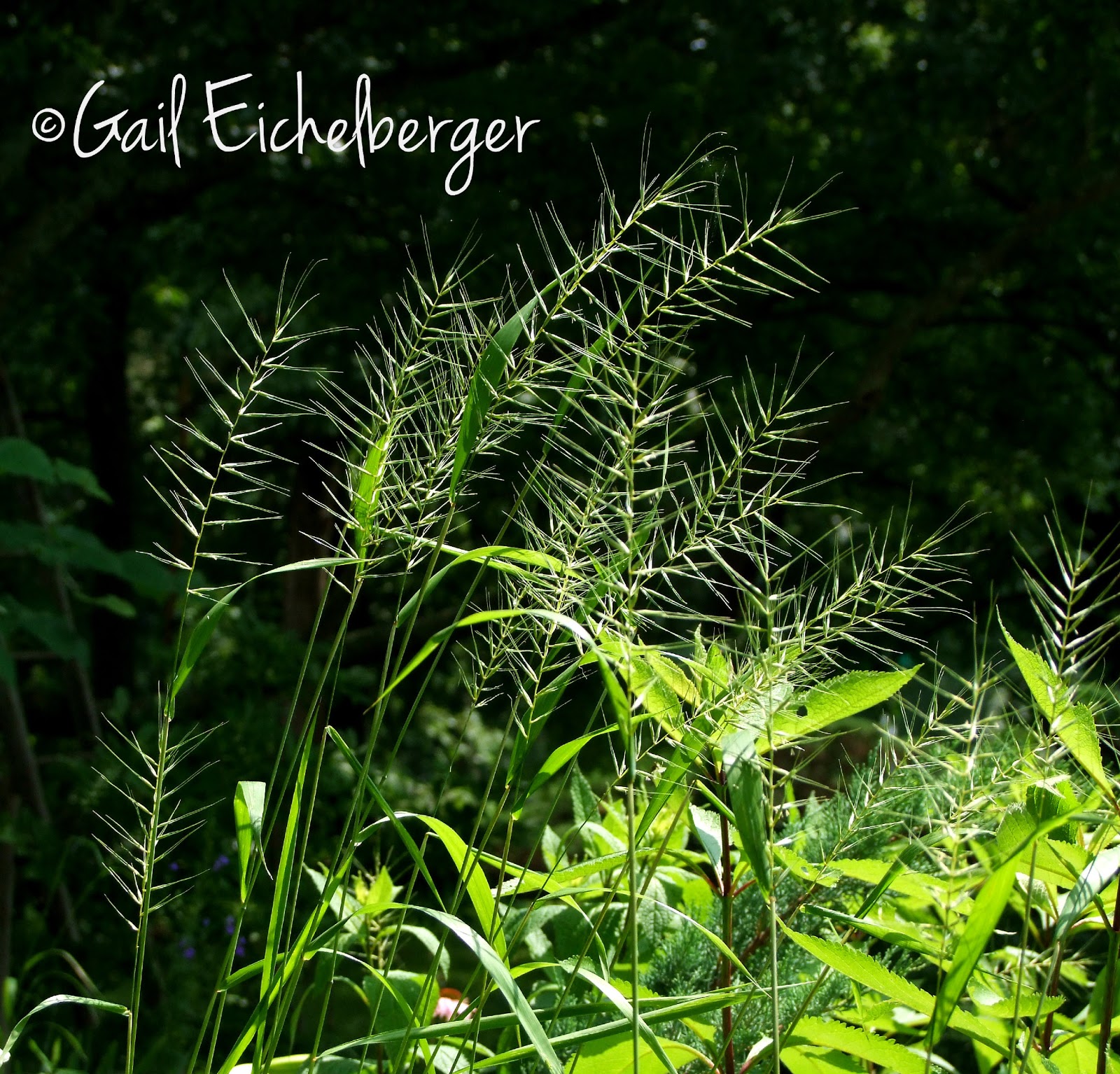 clay and limestone: Wildflower Wednesday: Bottlebrush Grass