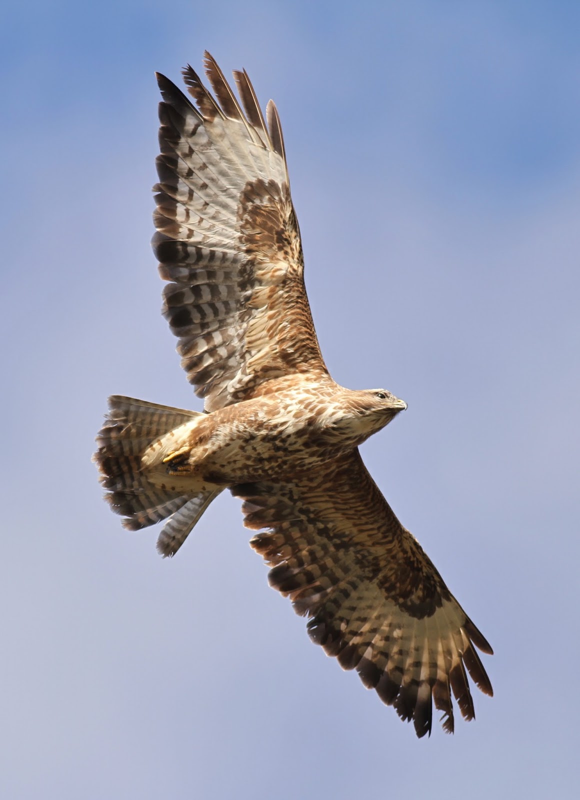 WYKE BIRDING: Buzzards