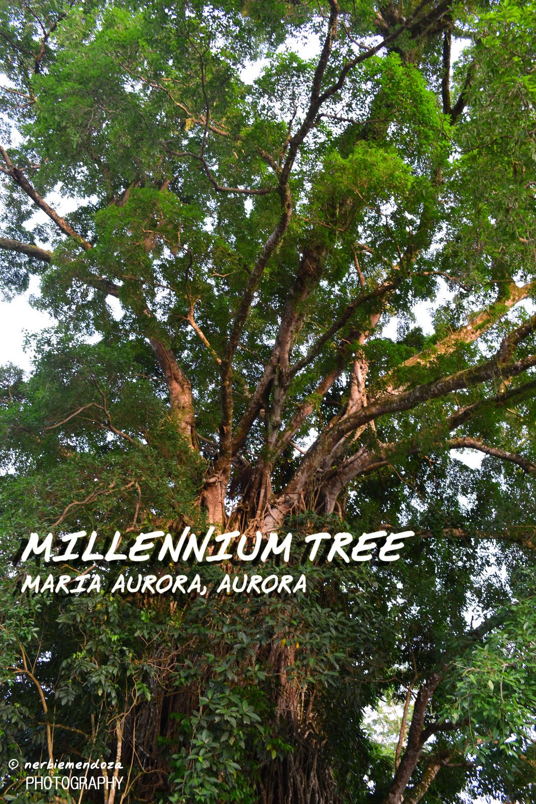 The 7107 Project: AURORA: Boasting Nature's Wonders