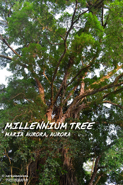 The 7107 Project: AURORA: Boasting Nature's Wonders