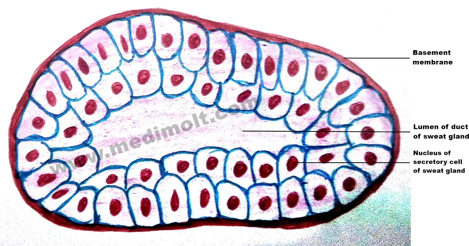 What is Epithelial Tissue Different Types of Structure Location and ...