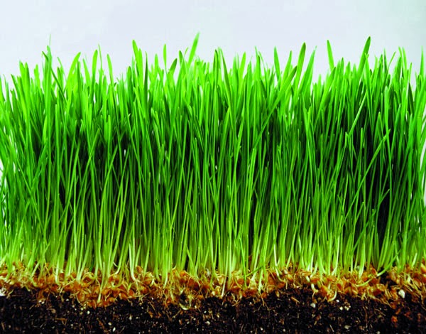 Qué Es el Wheatgrass? ~ BIO Madrid