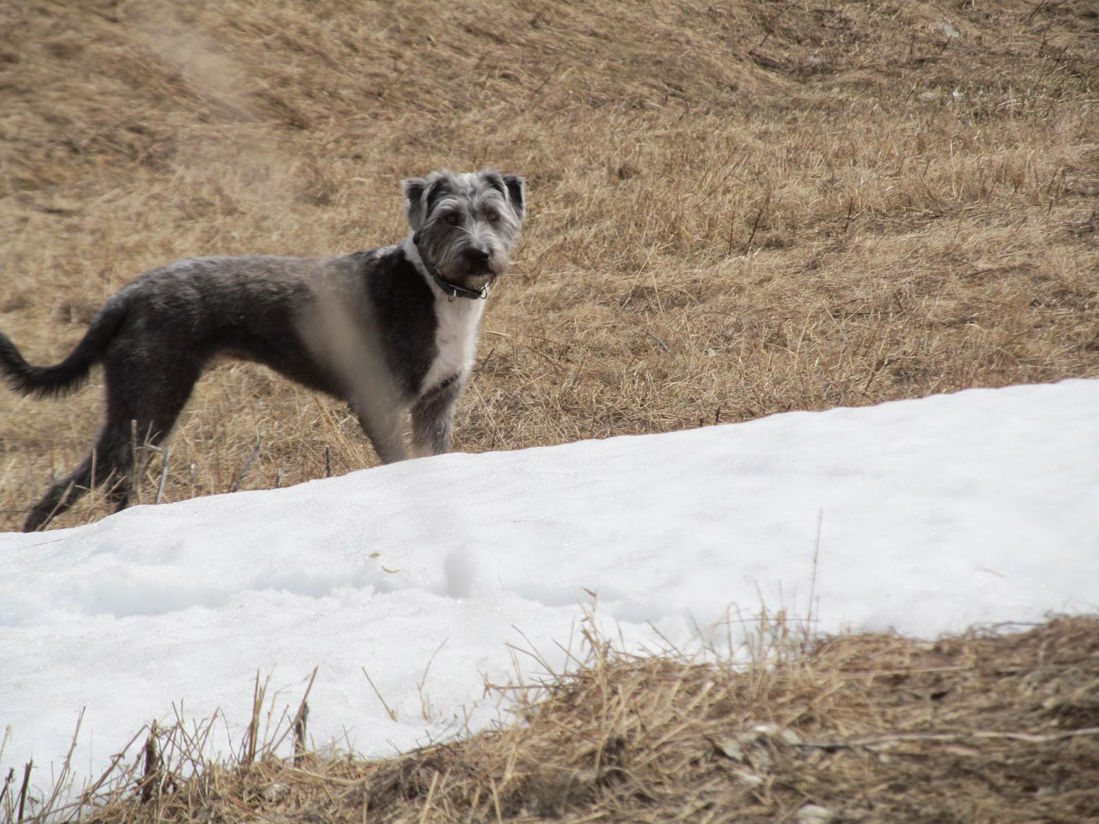 The Adventures of Tala and Henry: Introduction: