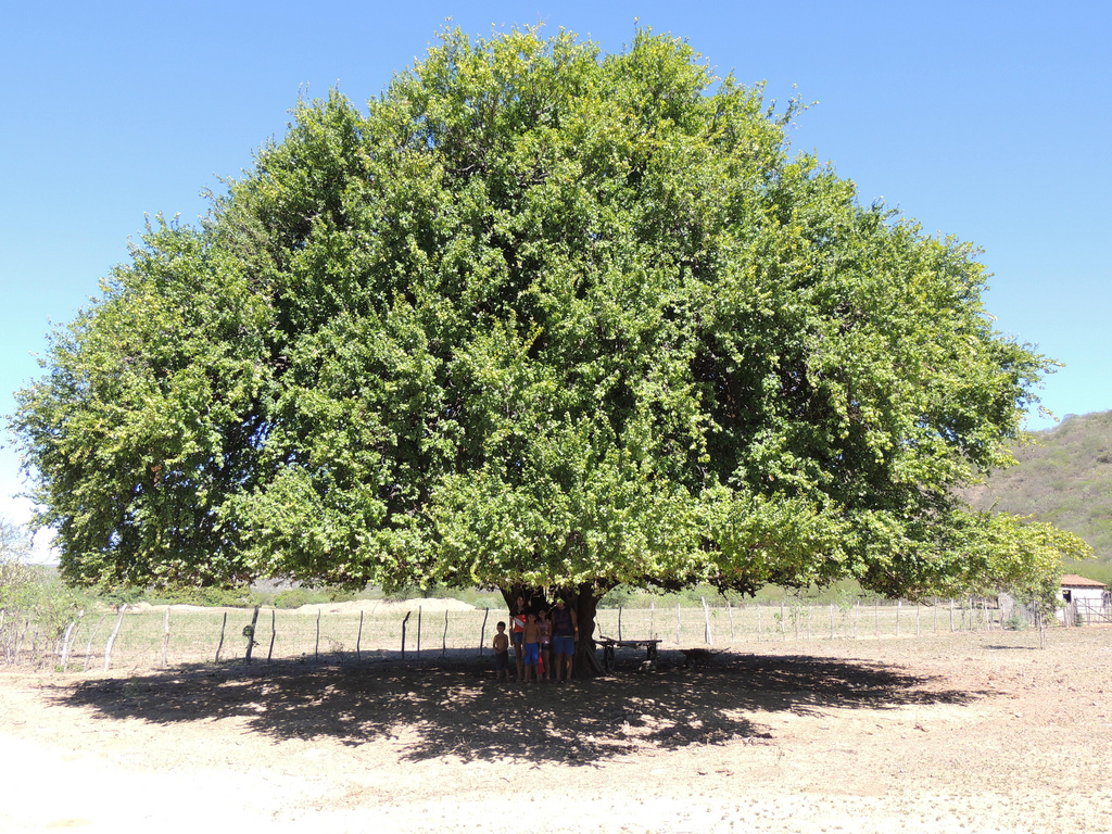 Raimundo Sucupira. O Poeta: PÉ DE JUÁ 2