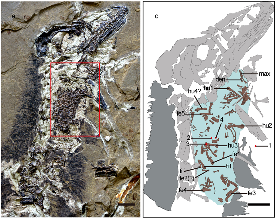 Raptormaniacs: Review of 2018