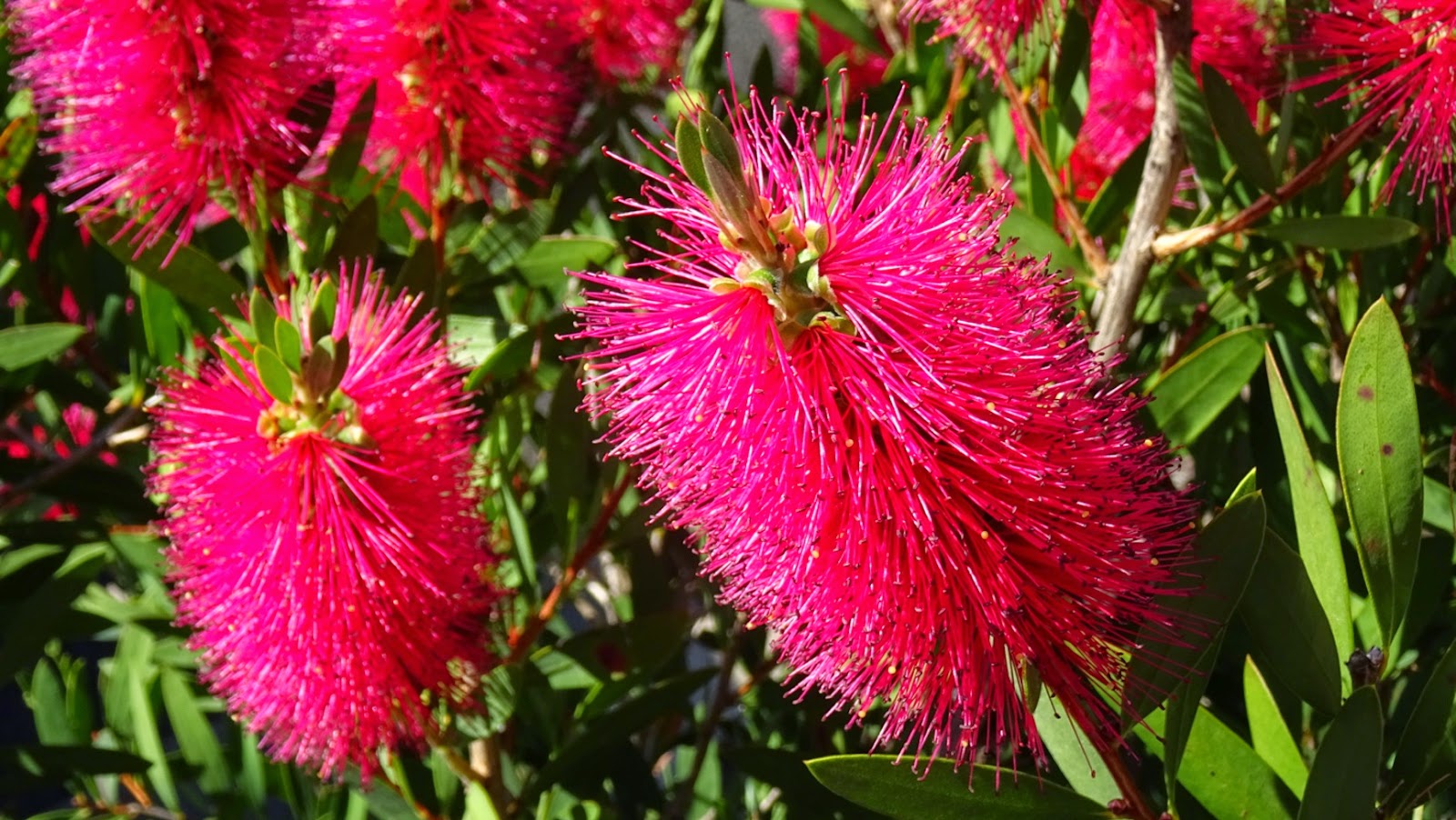 MAP: MELBOURNE STREET TREES 109 - CALLISTEMON