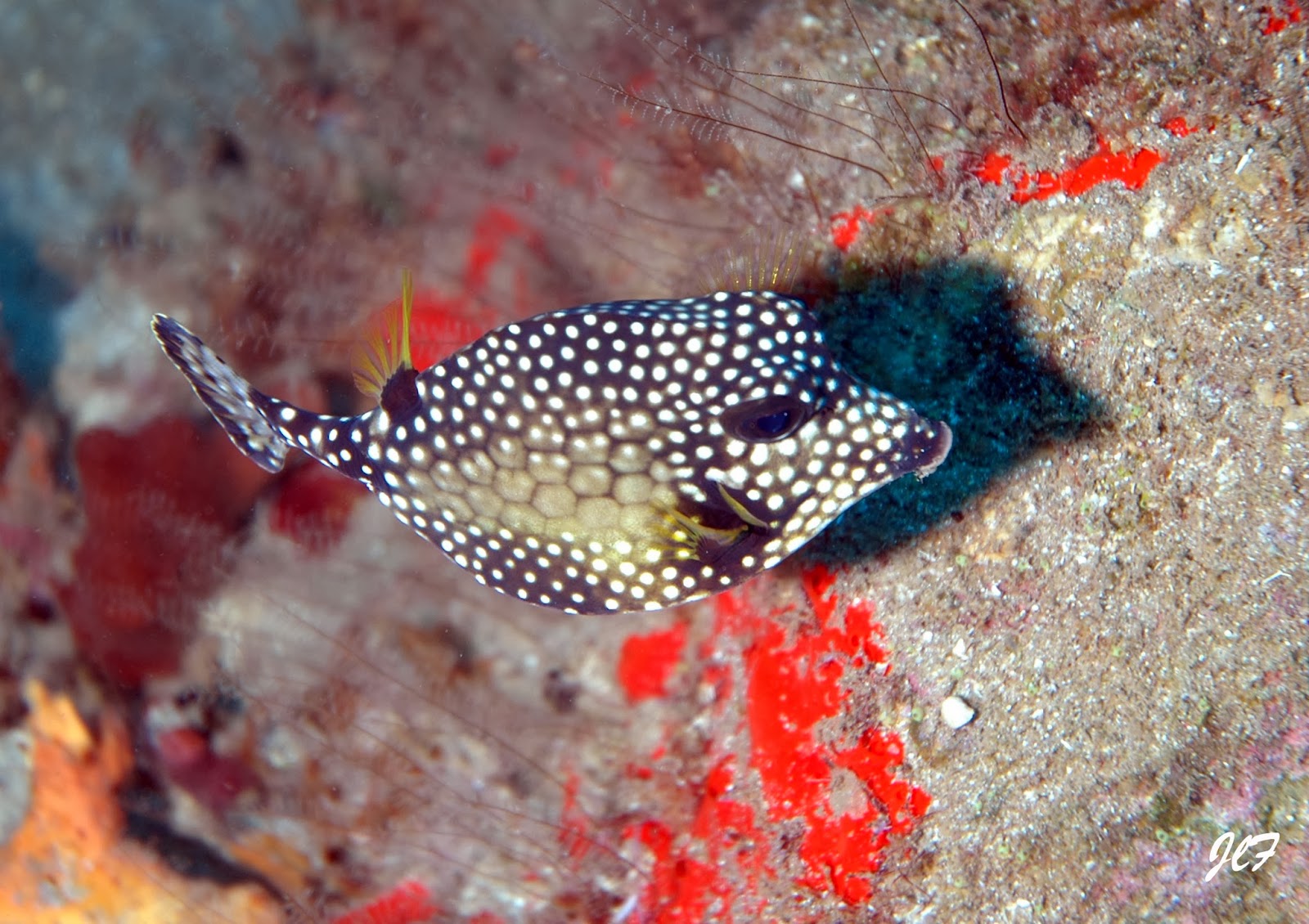 Papilles des Antilles: La Guadeloupe, une île aux milles et une saveurs