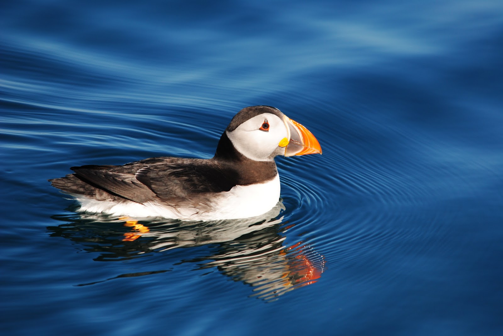 Puffin Pictures - Serenity Farne Islands Boat Tours and Trips