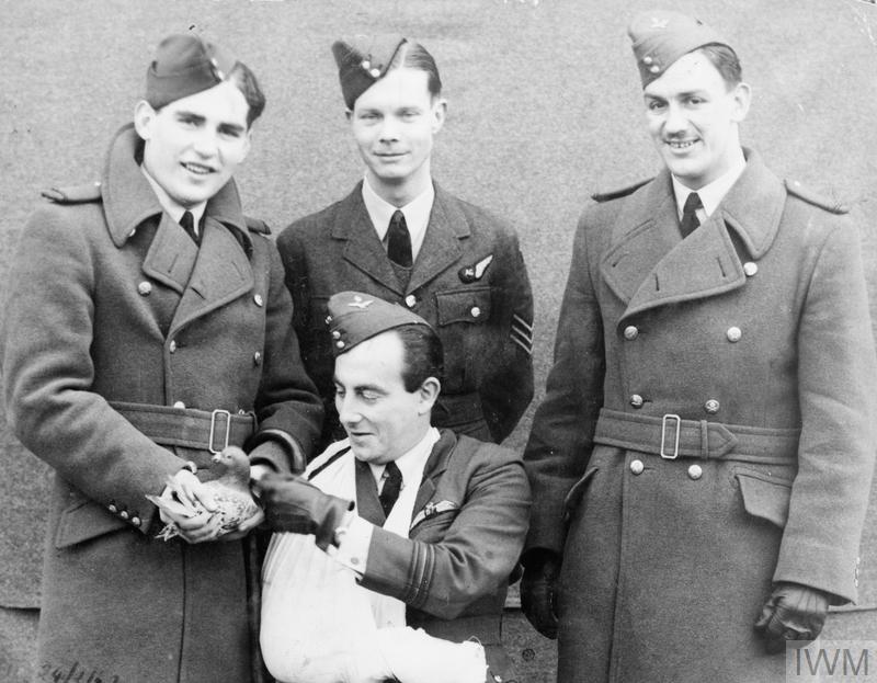 World War 2 History and the WW2 Pigeons: World War II Pigeons, Imperial ...