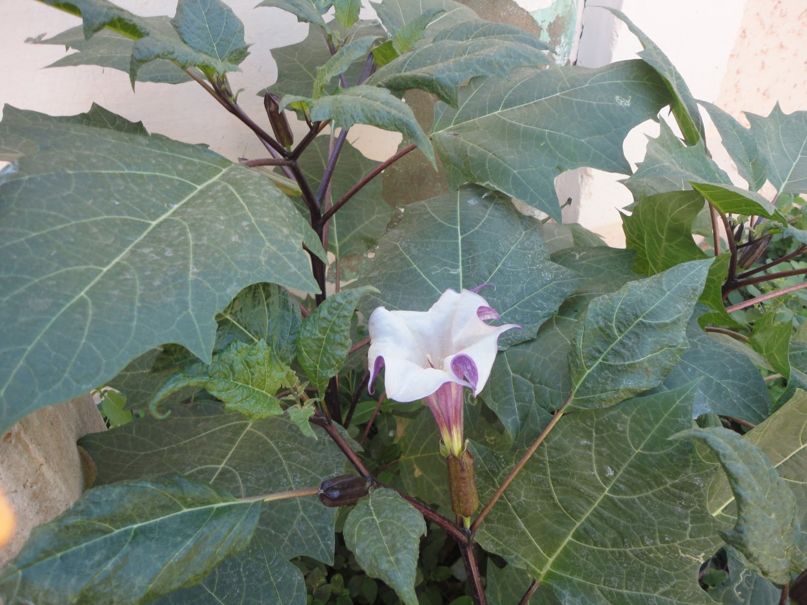 பாட்டி வைத்தியம்: கரு ஊமத்தை