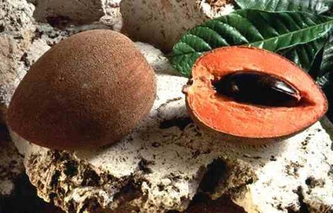 EL ZAPOTE. Una de las frutas preferidas de los dominicanos. "Solo Por ...