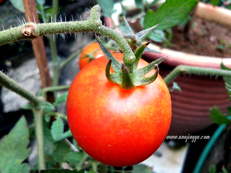 Tanaman Dalam Pasu- Menfaatkan Setiap Ruang Yang Ada