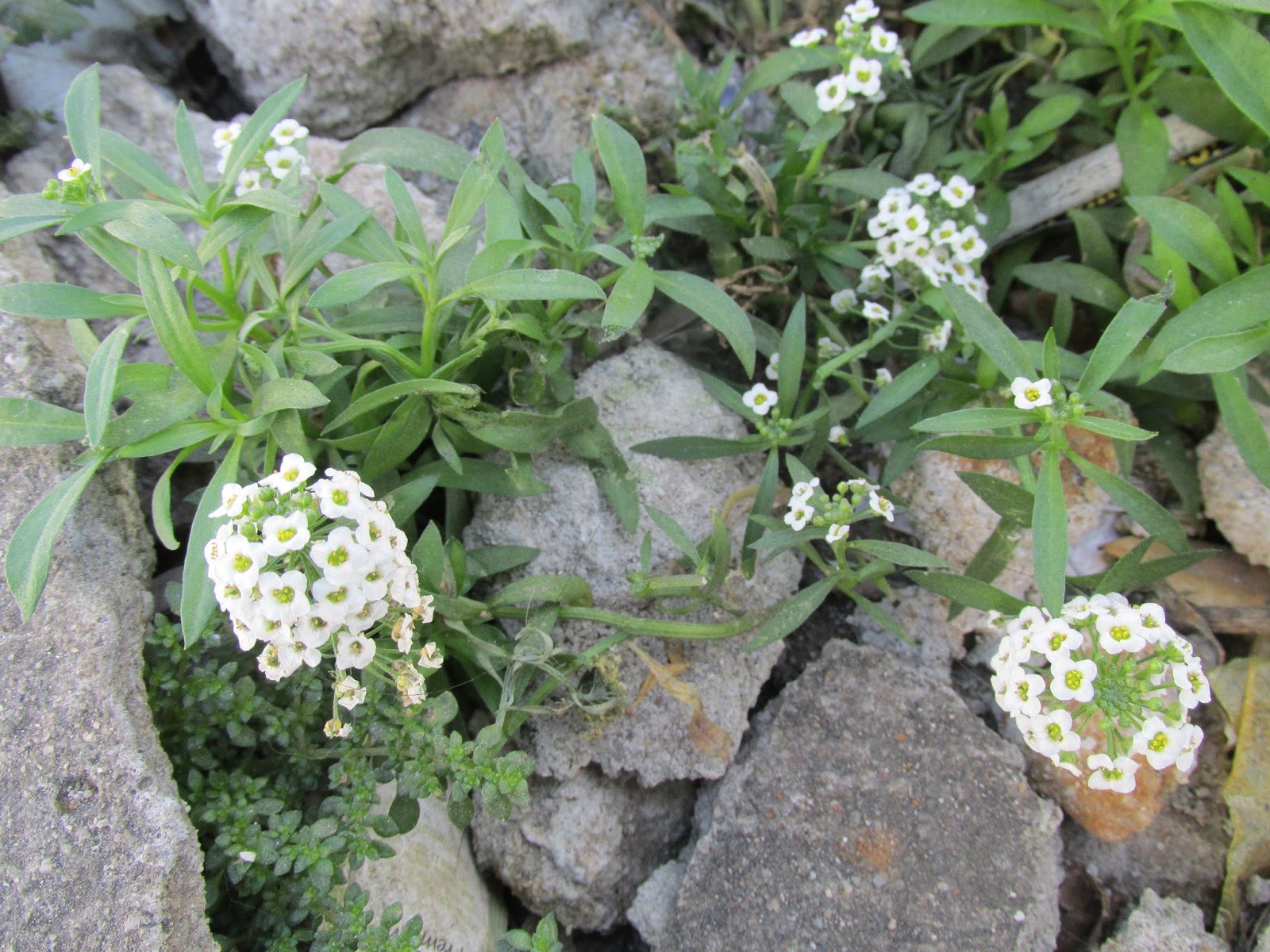.: Flor de Mel ou Álisso