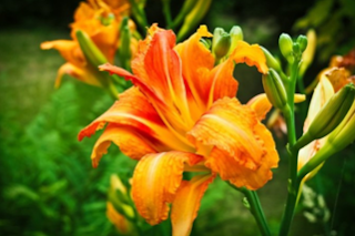 Mari Belajar: Seri Mengenal Bunga : Bunga Lili Kuning