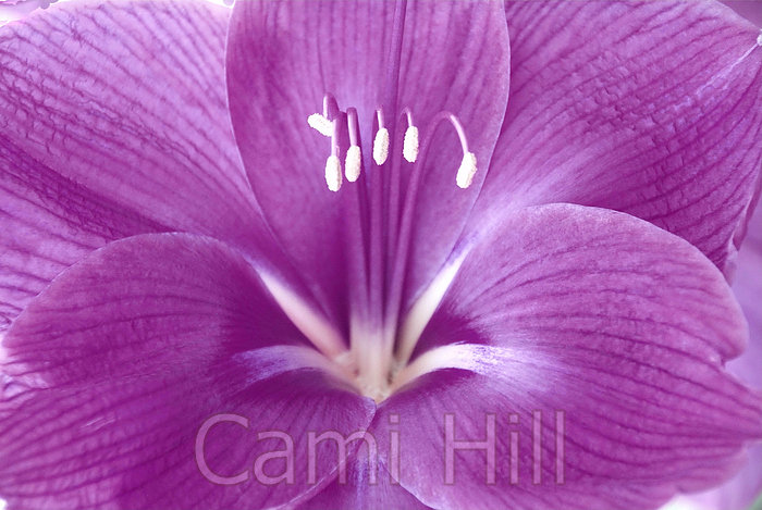 Wedding Flowers: Purple Amaryllis
