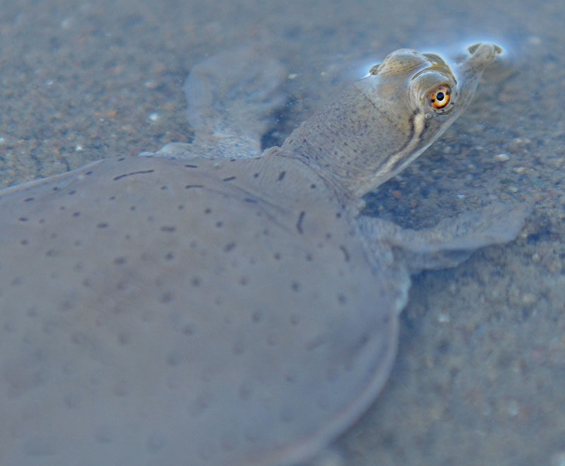 Red and the Peanut: Finally, a Midland Smooth Softshell Turtle (Apalone ...