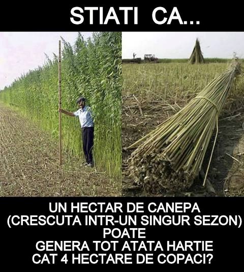 Cânepa - fibra de aur a României + documentar (RO)