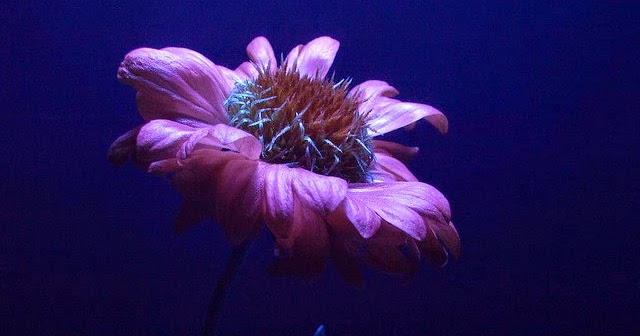 Life In Color: The Colorful World of Tetrachromacy