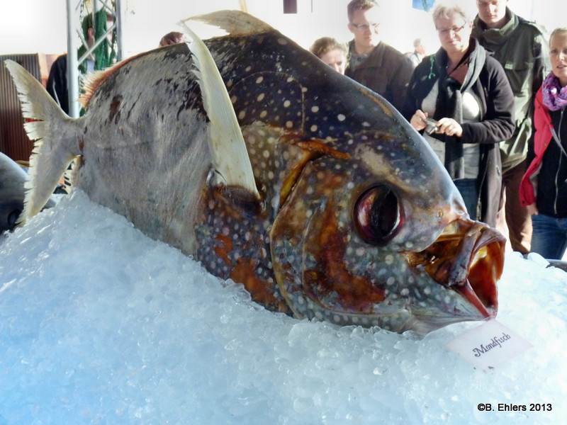 Cappuccino & Meer: Die Kostbarkeiten des Meeres ....