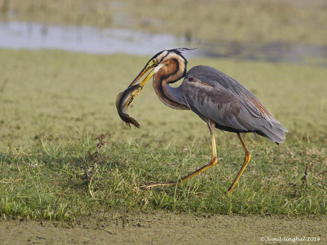 Cangak Merah (Ardea purpurea), Burung Pengembara yang Amat Penakut ...