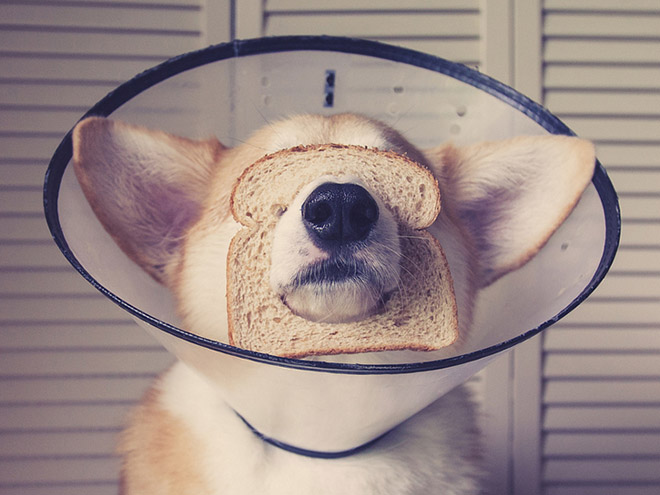 Photos of pets wearing the cone of shame - Sad...but so cute ...