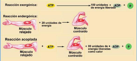 BIOQUIMICA : BIOENERGETICA