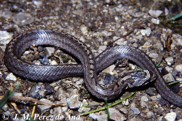 Macizo de Gorbeia: Culebra lisa meridional
