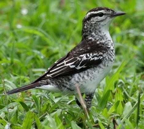 Tongan Tropical Moist Forests: Avifauna
