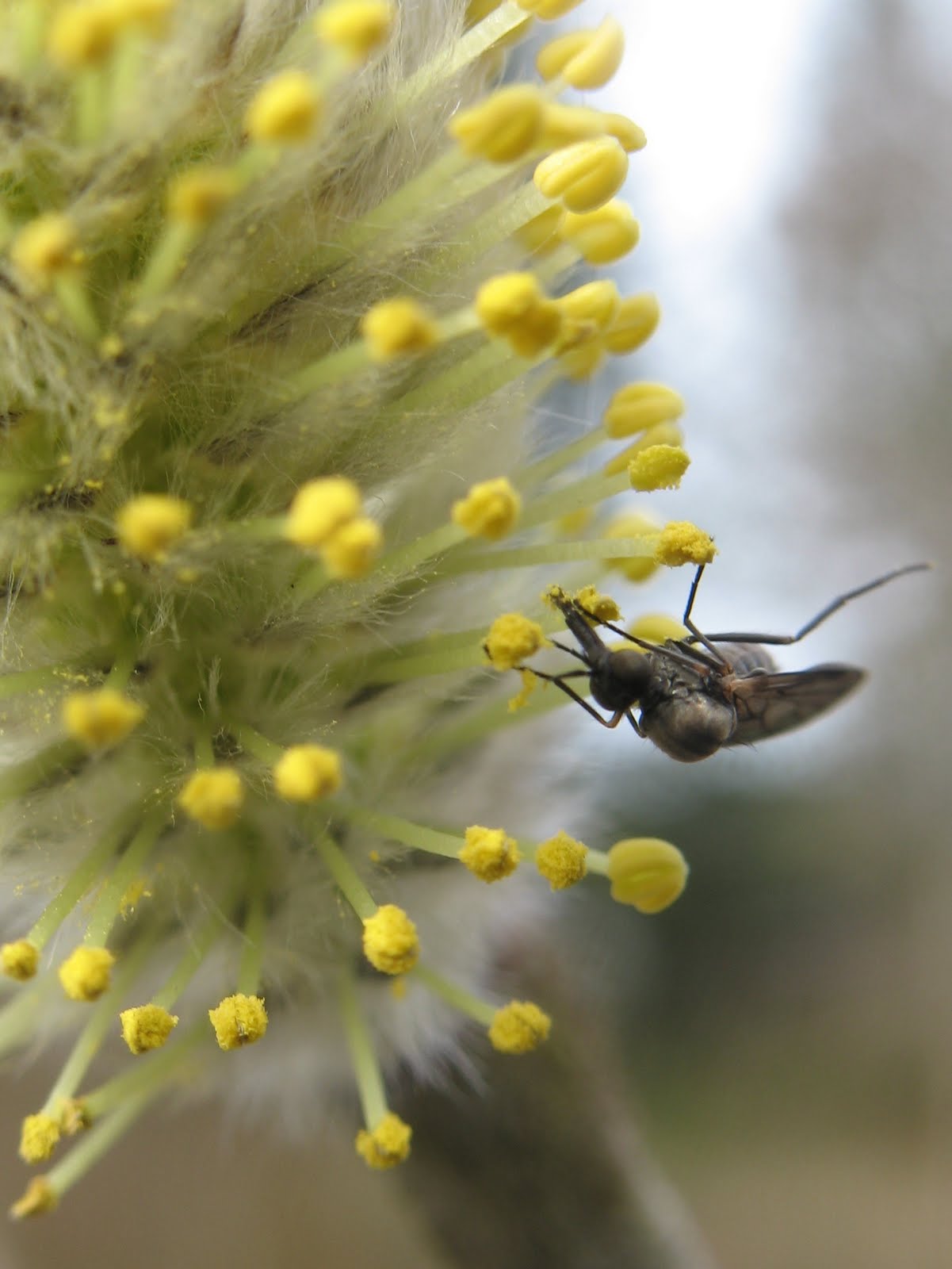 Bees, Birds & Butterflies: Early Spring Pollinators