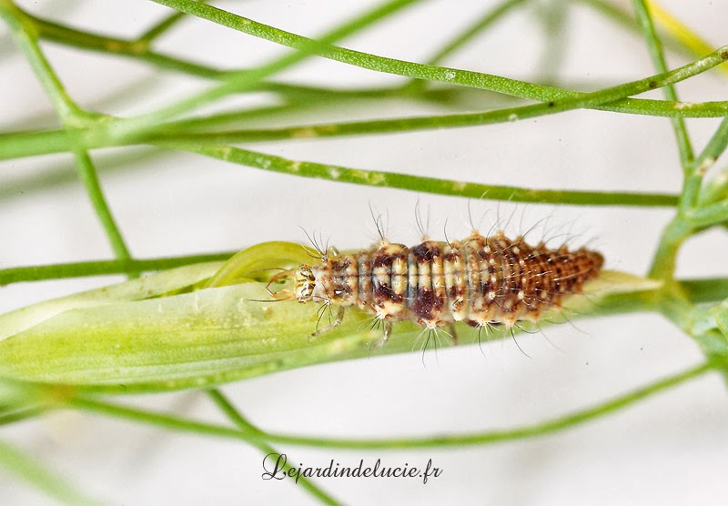 Chrysopa formosa: un précieux auxilaire dans la lutte contre les pucerons.
