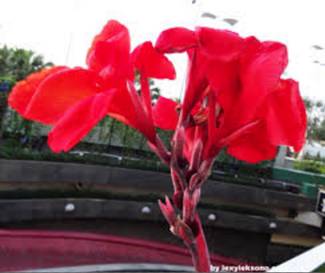 tokobungakarangan: Manfaat dan Khasiat Bunga Kana (Canna indica) Untuk ...
