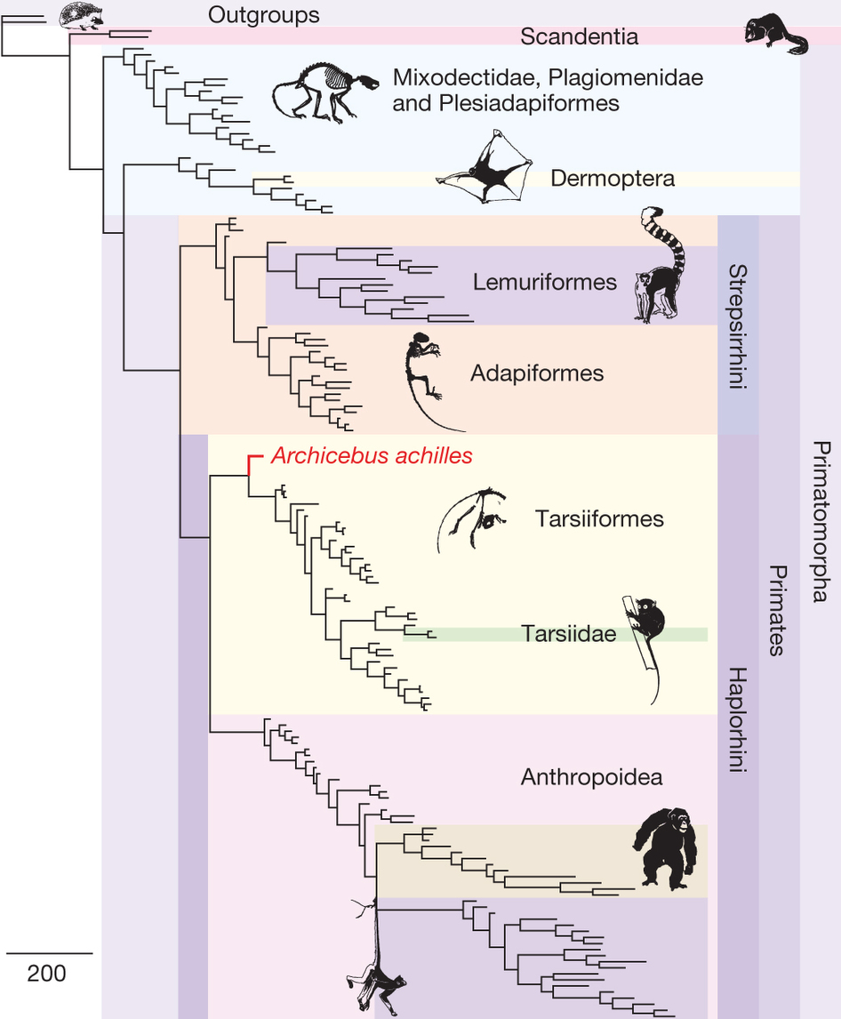 The Dragon's Tales: Archicebus achilles: Oldest Tarsier-like ...