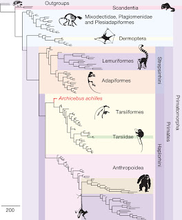 The Dragon's Tales: Archicebus achilles: Oldest Tarsier-like ...